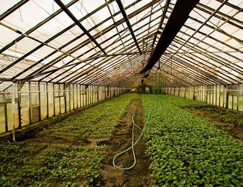 What Is Greenhouse Irrigation System?